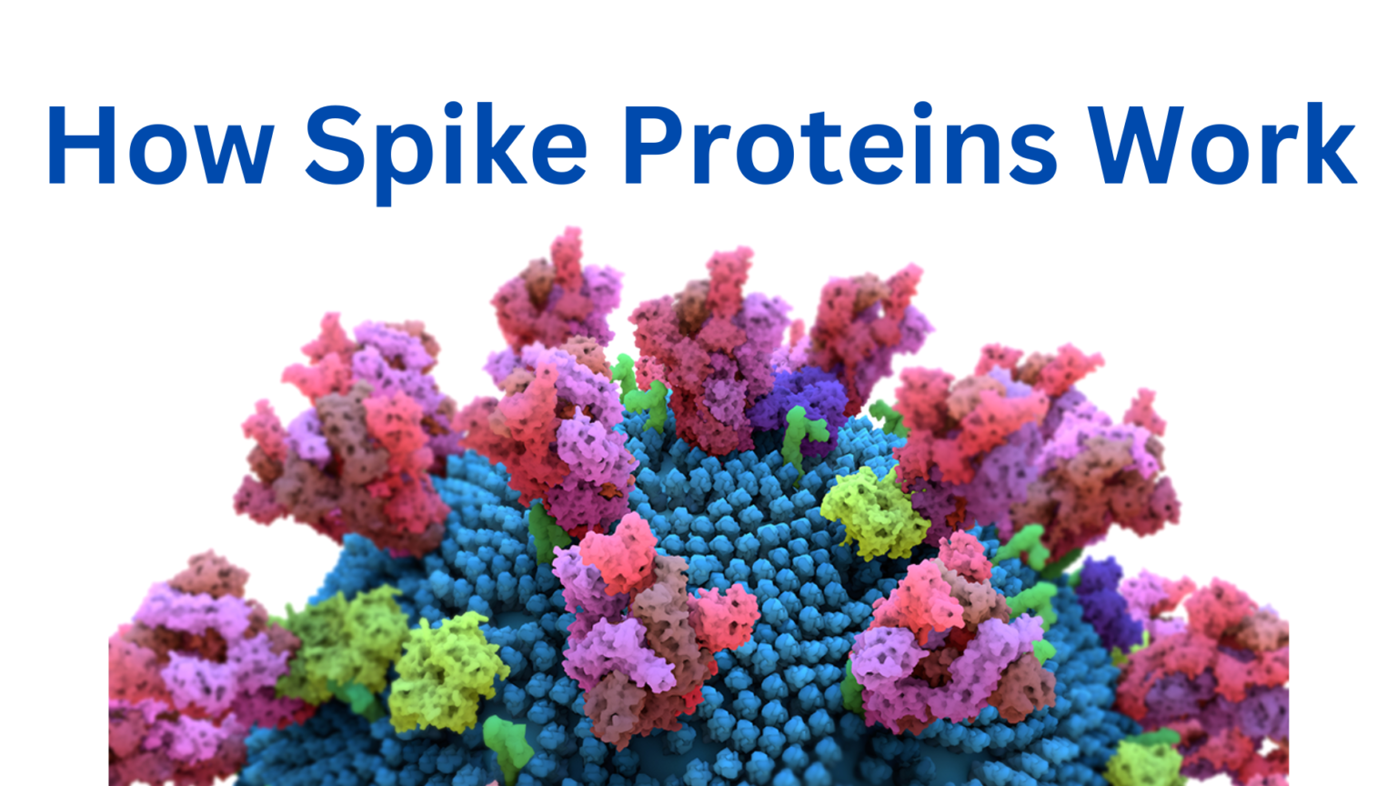 How Spike Proteins Work - Learning4You
